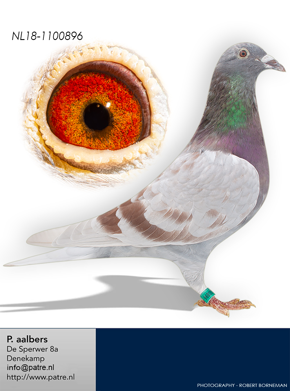 Patre Pigeons, Denekamp - Koppellijst 2024